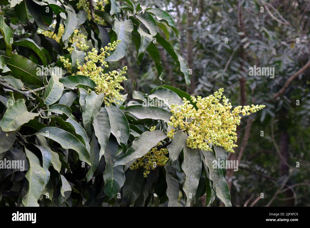 Mango blossoms on the mango tree. The flowers bloom before the mango ...