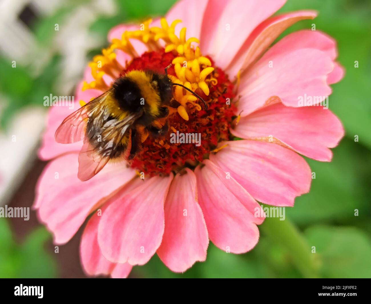 Bark bee hi-res stock photography and images - Alamy
