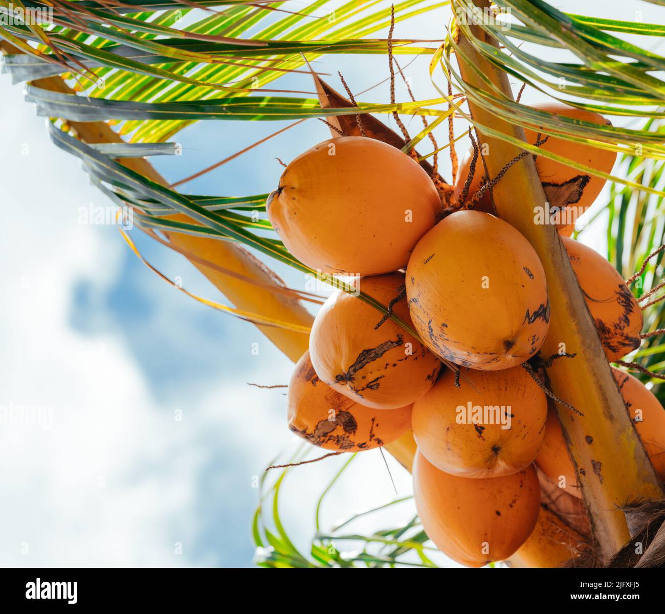 coconuts on the palm tree miami Stock Photo - Alamy