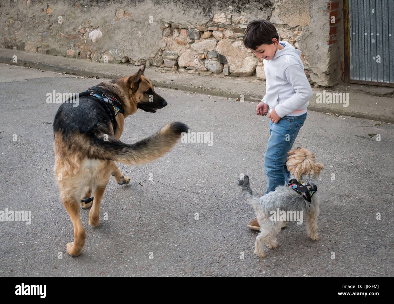 A boy playing with two dogs outdoors Stock Photo - Alamy