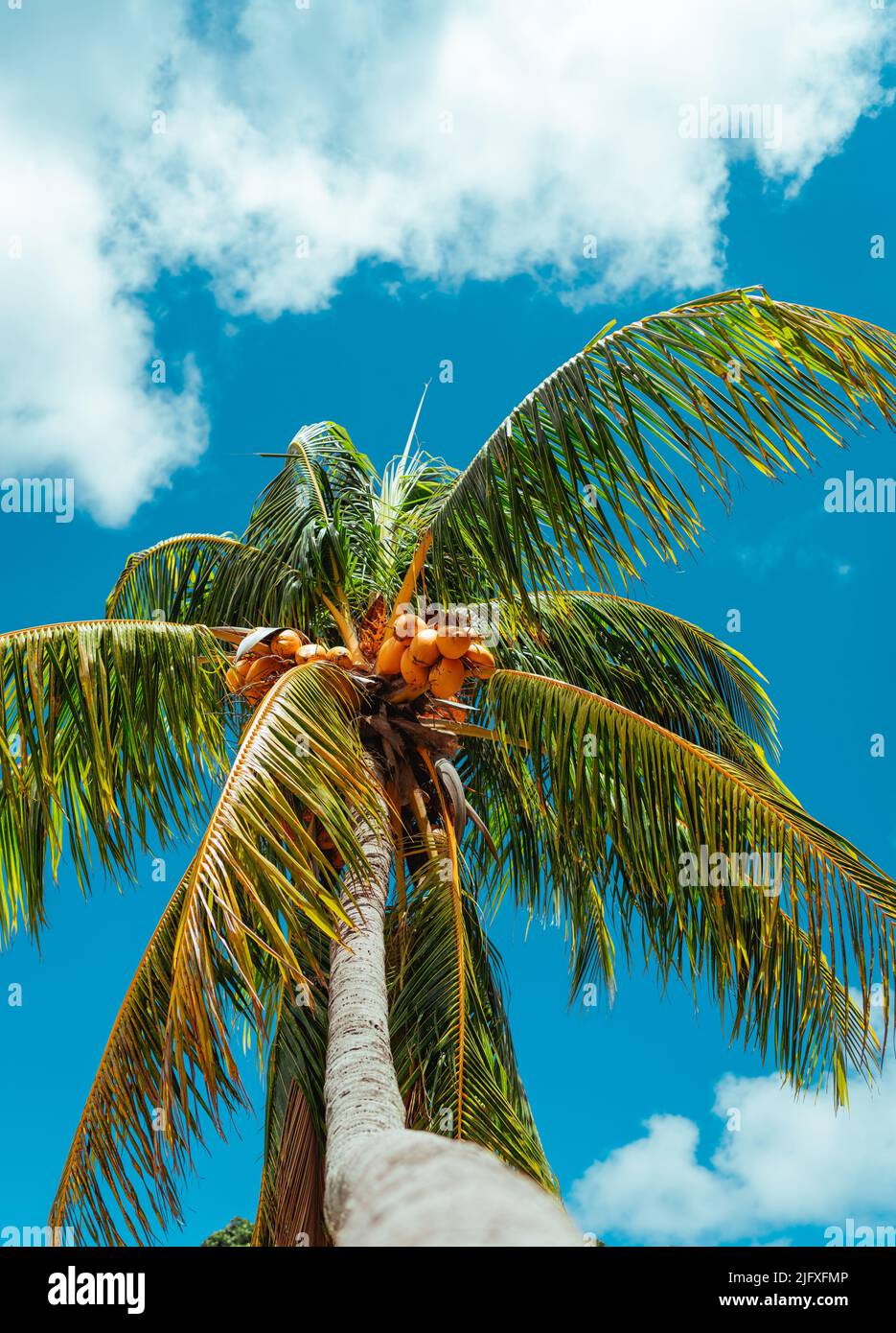 coconut trees miami usa caribe Stock Photo - Alamy