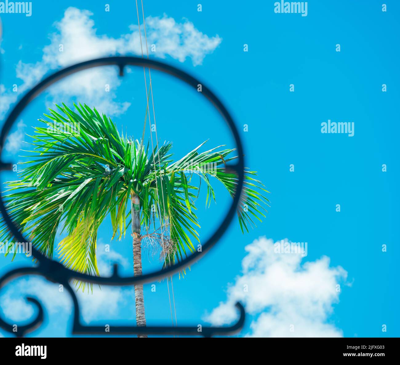 palm tree on blue sky background tropical MIAMI FLORIDA Stock Photo - Alamy