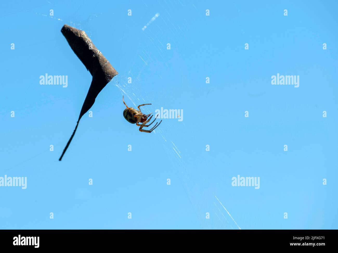 Australian Garden Orb Weaver Spider (Argiope catenulata) in the web in ...