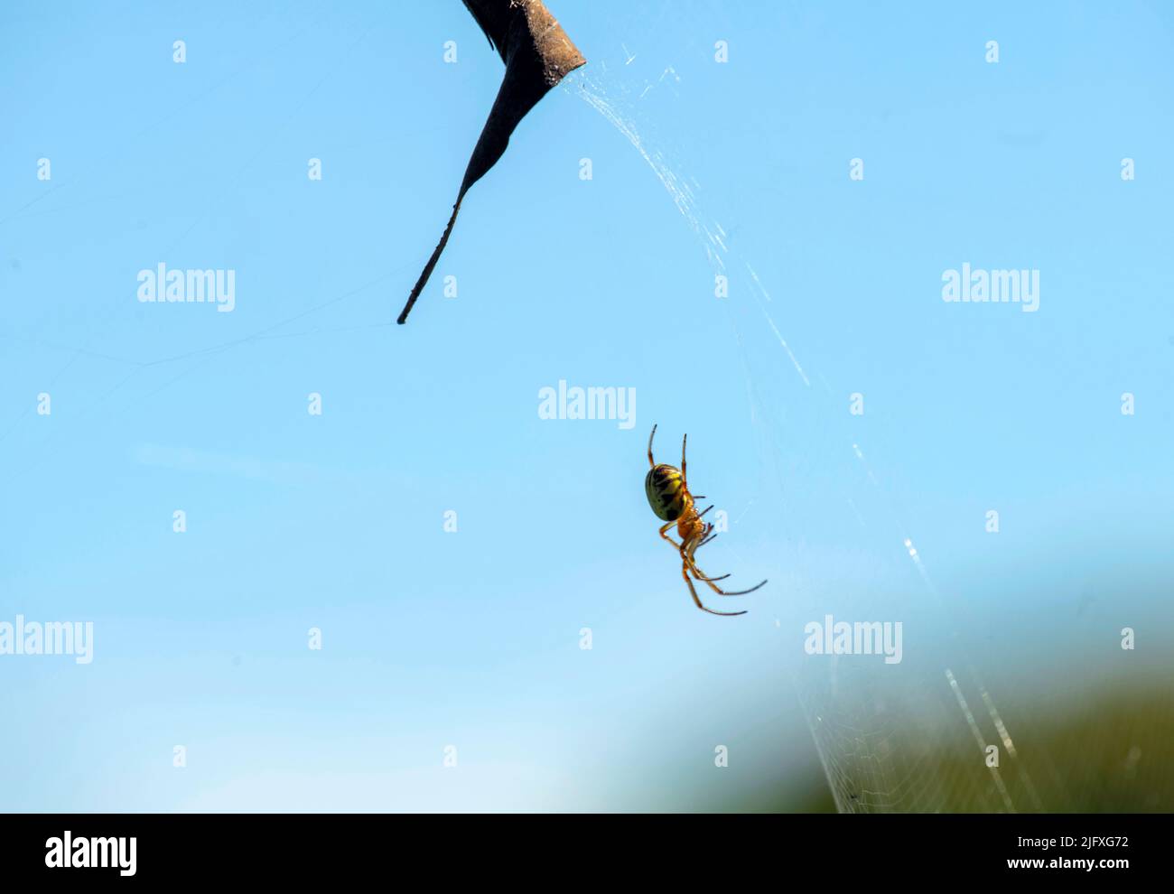 Australian Garden Orb Weaver Spider (Argiope catenulata) in the web in ...