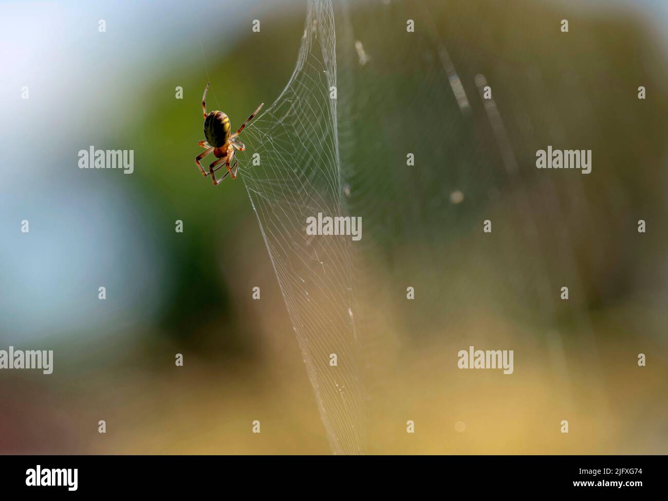 Australian Garden Orb Weaver Spider (Argiope catenulata) in the web in ...