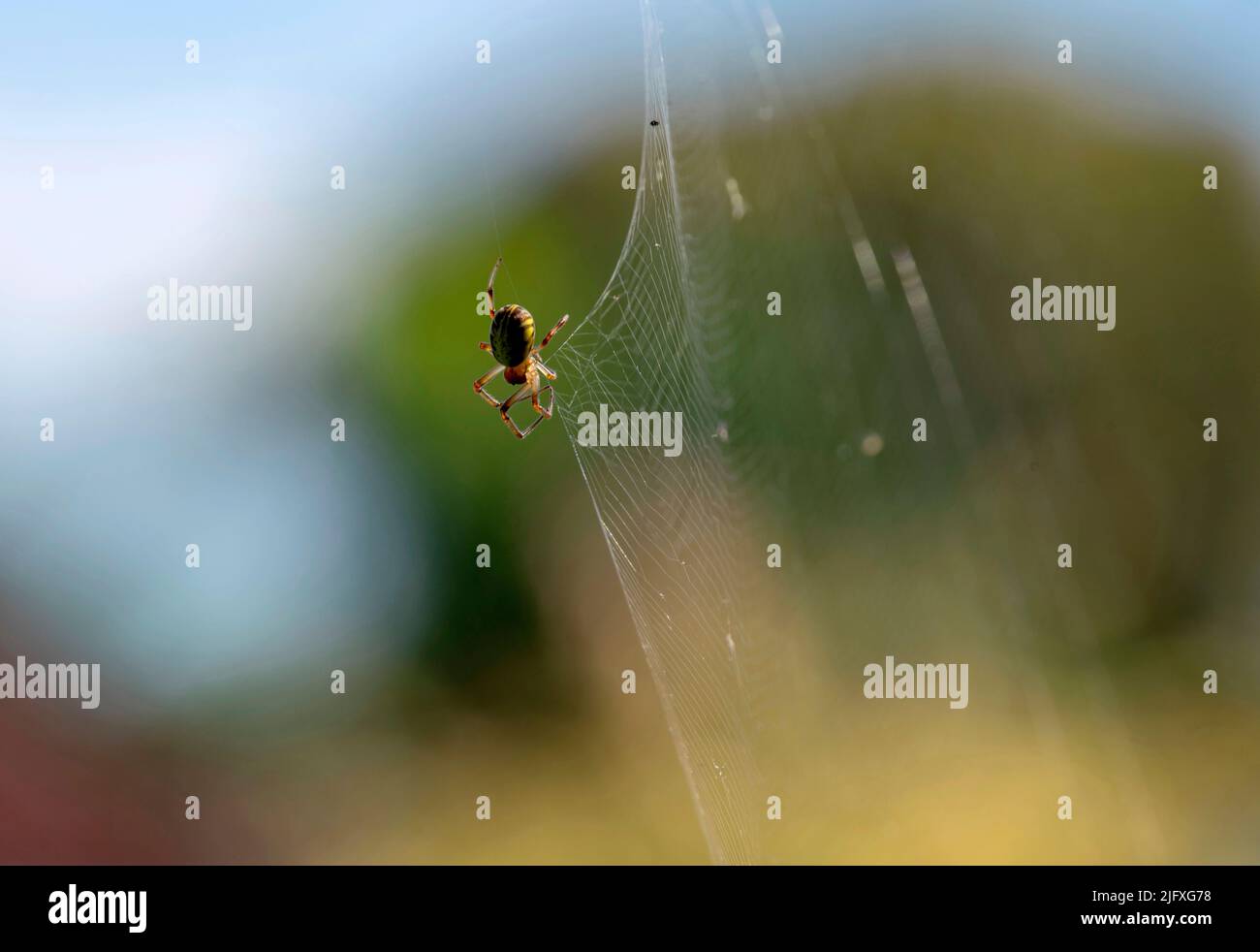 Australian Garden Orb Weaver Spider (Argiope catenulata) in the web in ...
