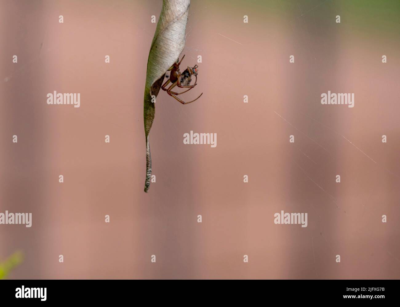Australian Garden Orb Weaver Spider (Argiope catenulata) catches prey ...