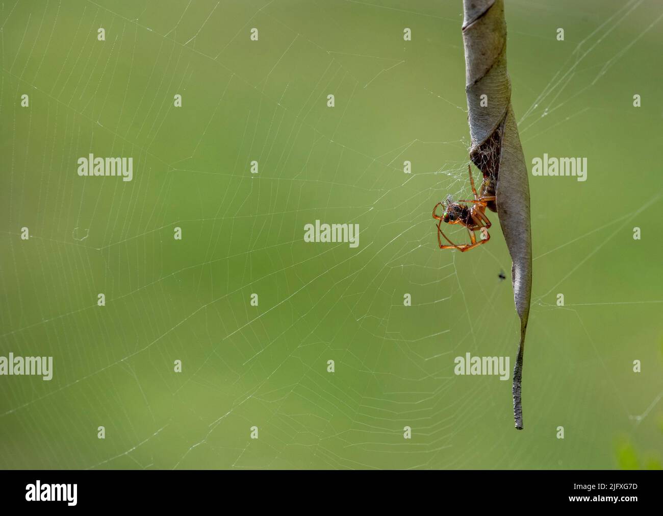 Australian Garden Orb Weaver Spider (Argiope catenulata) catches prey ...