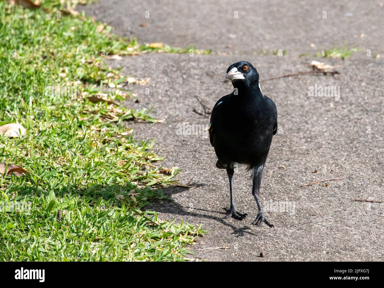 Close-up of an Australian Magpie (Gymnorhina tibicen) in Sydney, NSW ...