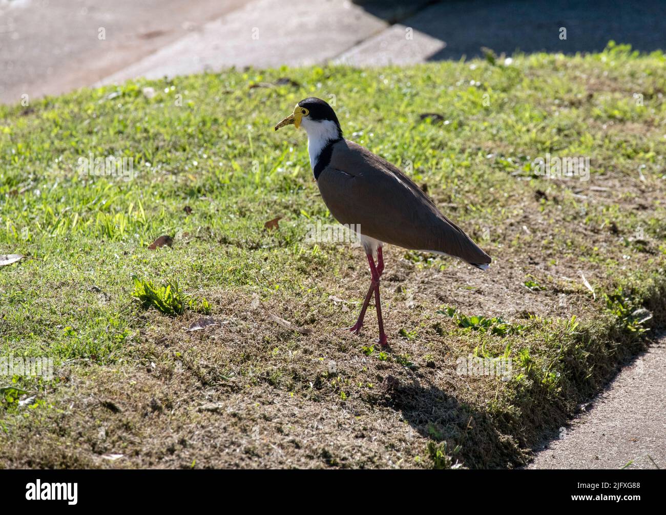 Close -up of an Australian Masked Lapwing (Vanellus miles) in Sydney ...