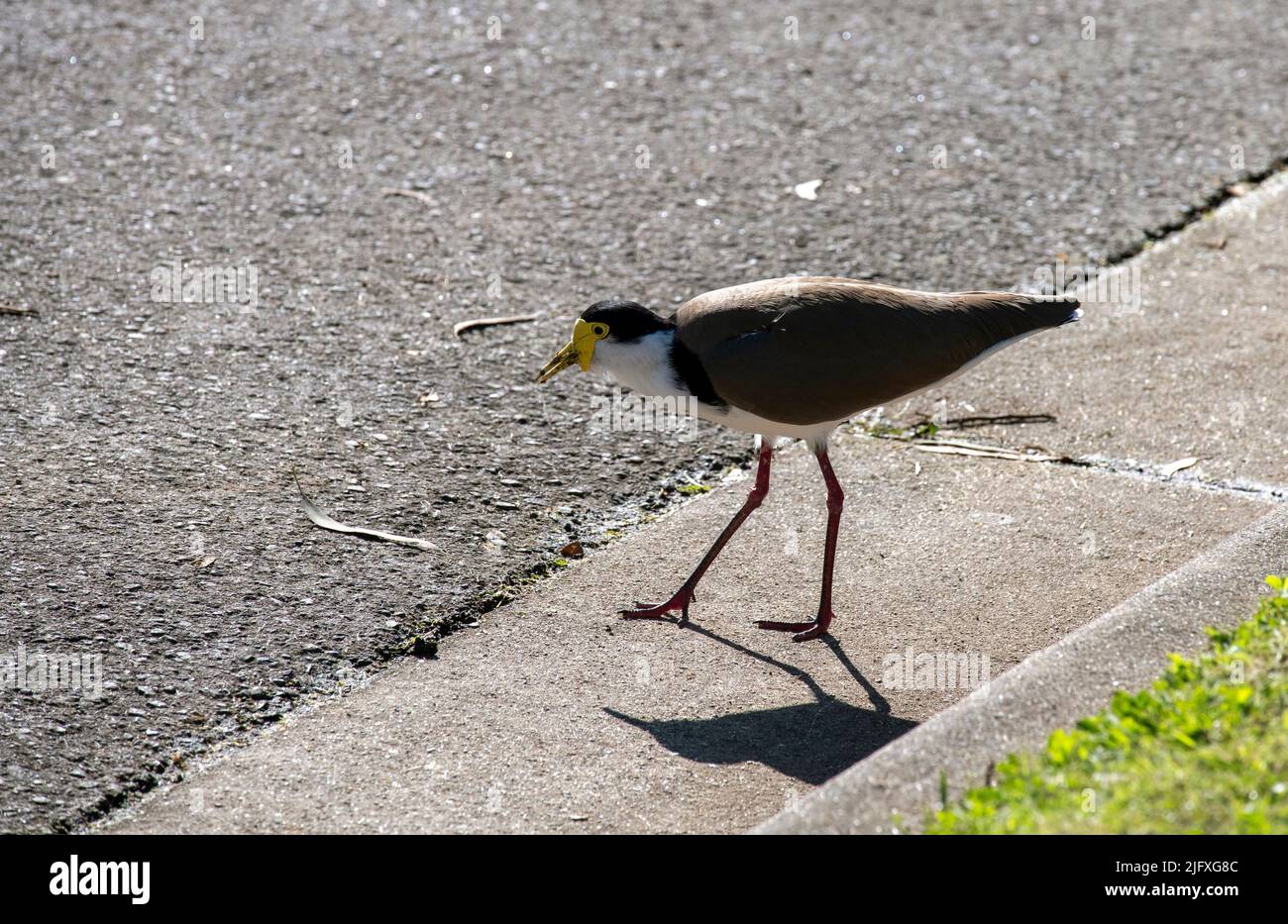 Close -up of an Australian Masked Lapwing (Vanellus miles) in Sydney ...