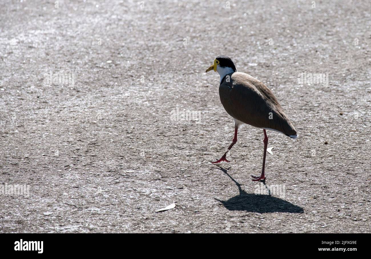 Close -up of an Australian Masked Lapwing (Vanellus miles) in Sydney ...