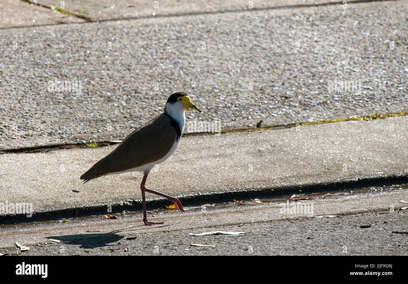 Close -up of an Australian Masked Lapwing (Vanellus miles) in Sydney ...