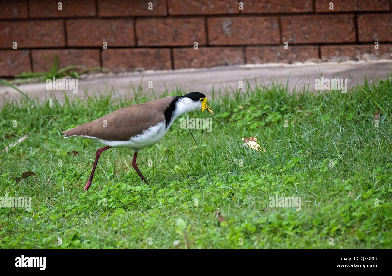 Close -up of an Australian Masked Lapwing (Vanellus miles) in Sydney ...