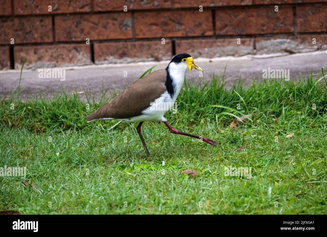 Close -up of an Australian Masked Lapwing (Vanellus miles) in Sydney ...