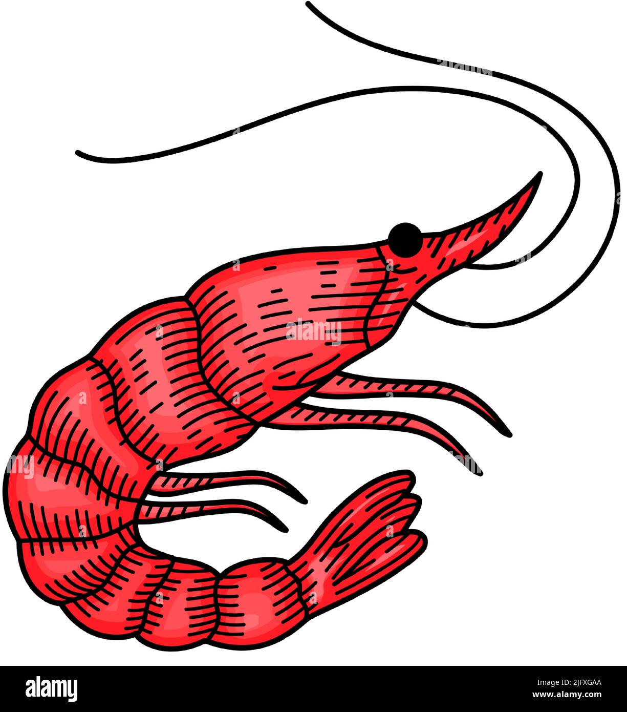 Colored shrimp illustration in engraved style. Shrimp hand drawn sketch ...