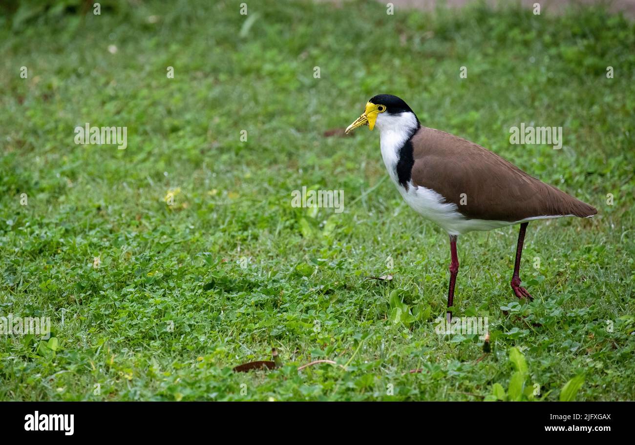 Close -up of an Australian Masked Lapwing (Vanellus miles) in Sydney ...