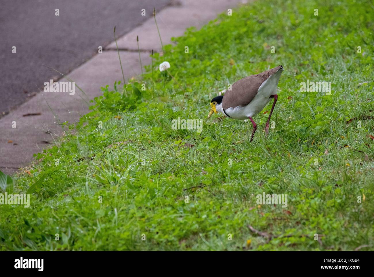 Close -up of an Australian Masked Lapwing (Vanellus miles) in Sydney ...