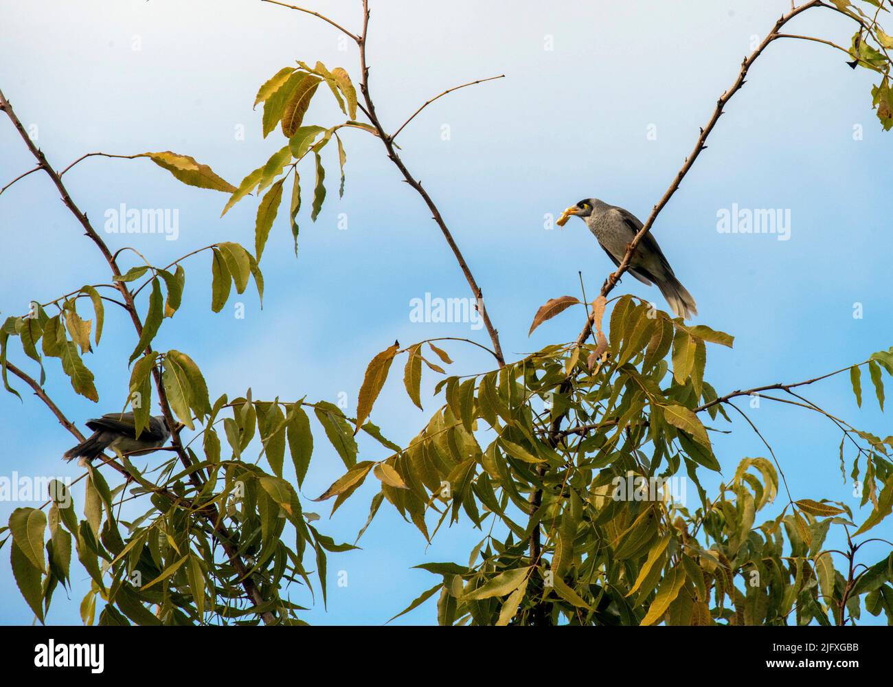 An Australian Noisy Miner (Manorina melanocephala) perched on a tree in ...