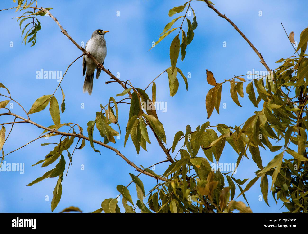 An Australian Noisy Miner (Manorina melanocephala) perched on a tree in ...
