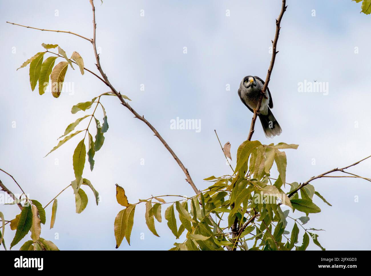 Australian noisy miner bird photo hi-res stock photography and images ...