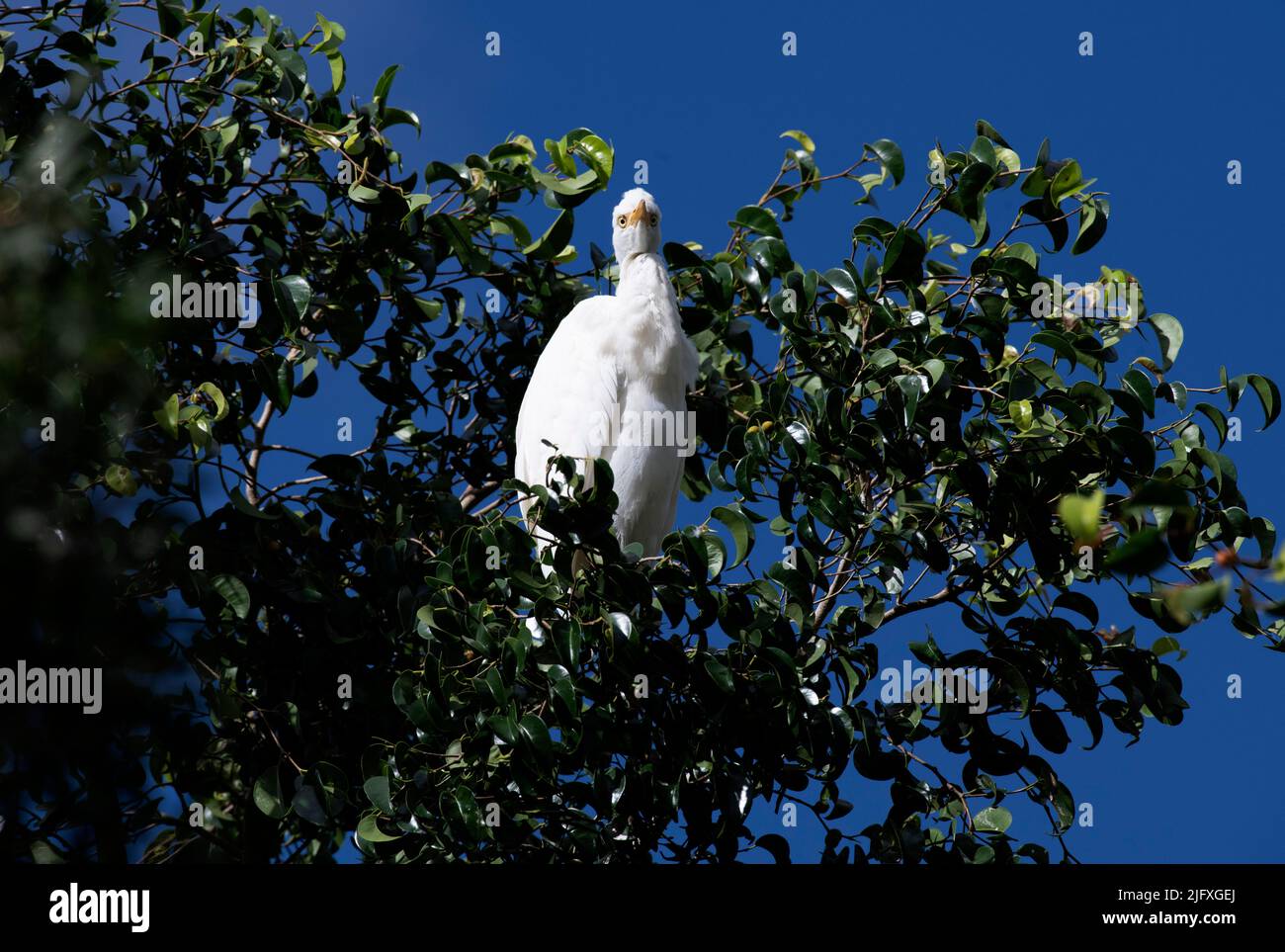 An Egret (Ardea alba) perched on a tree in Sydney, NSW, Australia ...