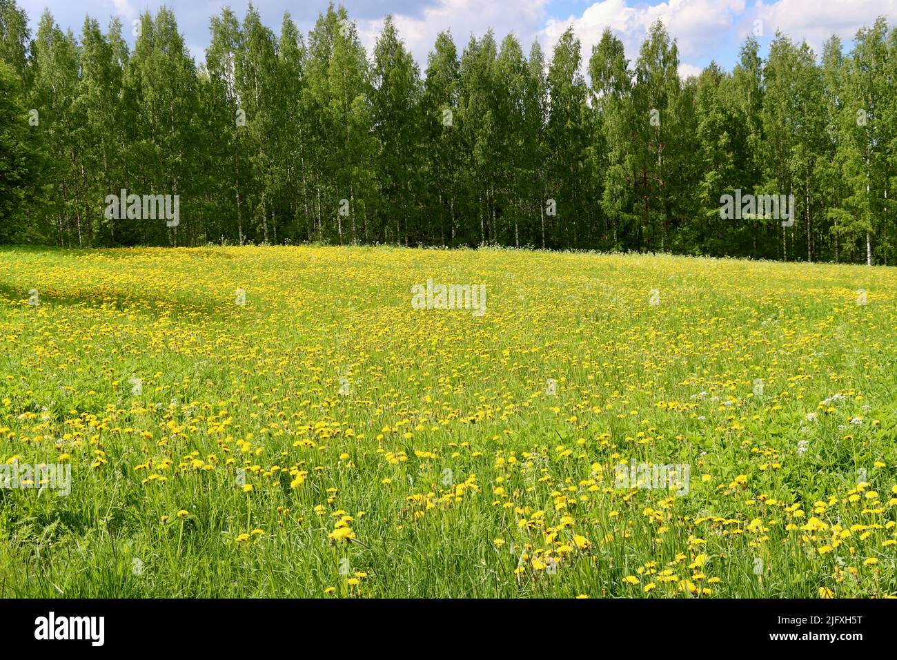 Meadow filled with wild flowers hi-res stock photography and images - Alamy