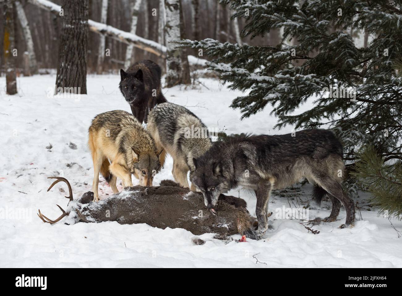 Four Members of Wolf Pack (Canis lupus) Gather Around Deer Carcass ...