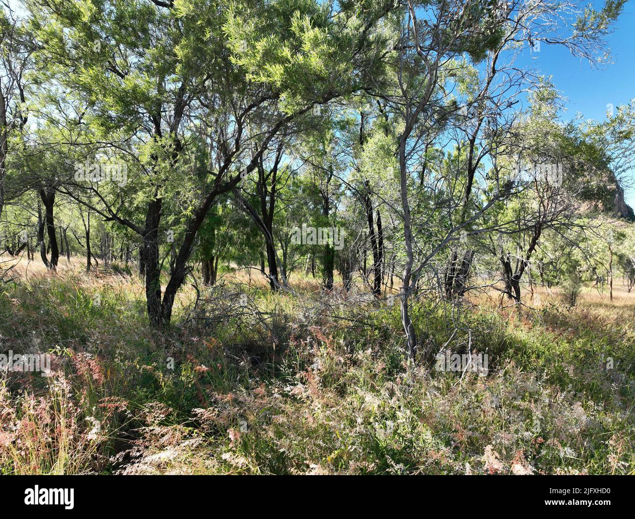 In amongst the Australian bush under a clear blue sky Stock Photo - Alamy