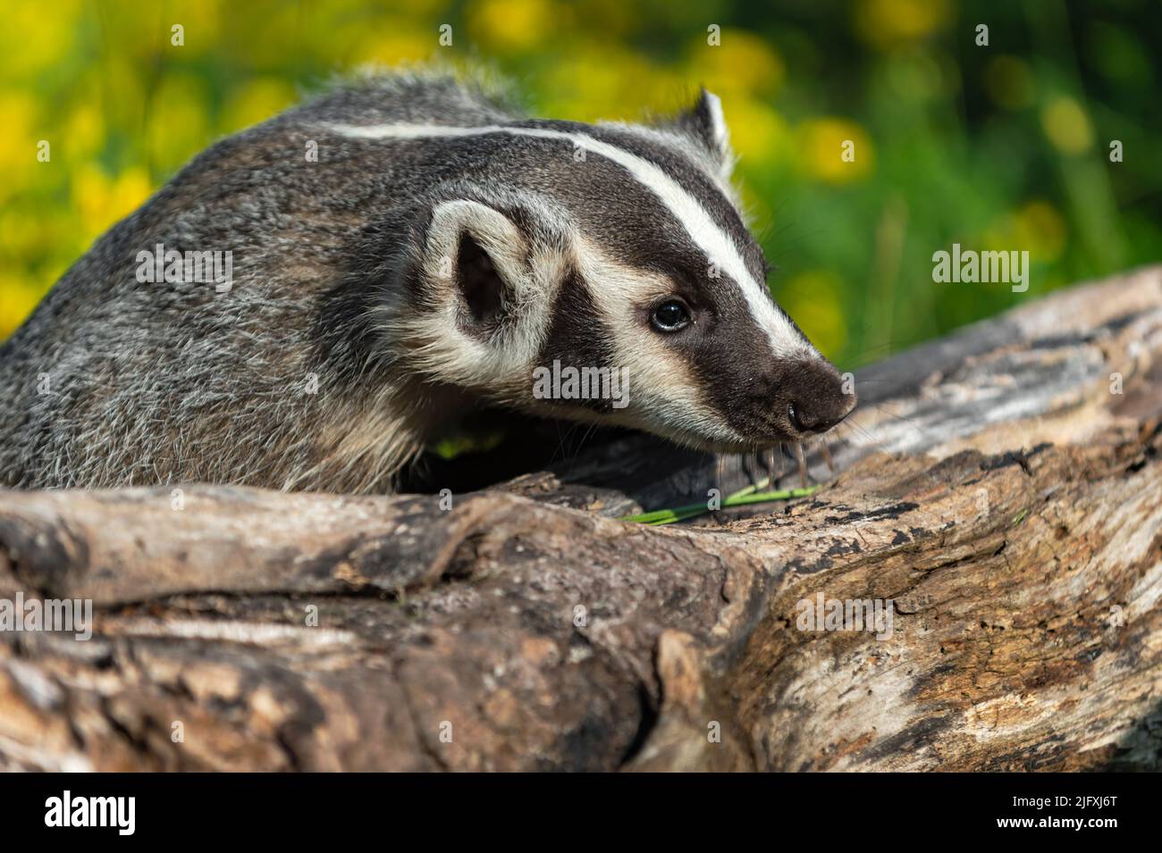 North American Badger (Taxidea taxus) Hangs Over Edge of Log Summer ...