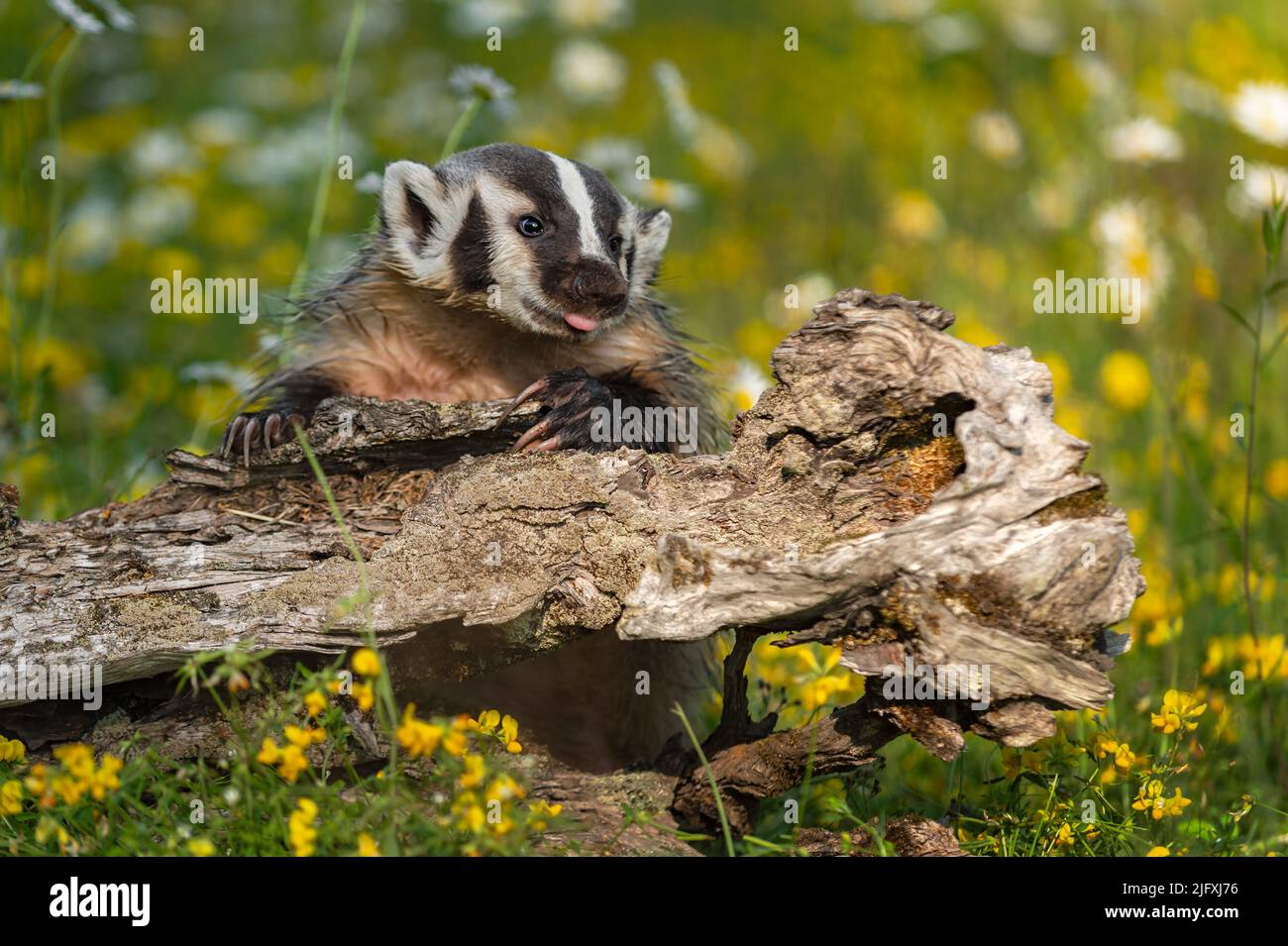 North American Badger (Taxidea taxus) Leans Over Log Tongue Stuck Out ...