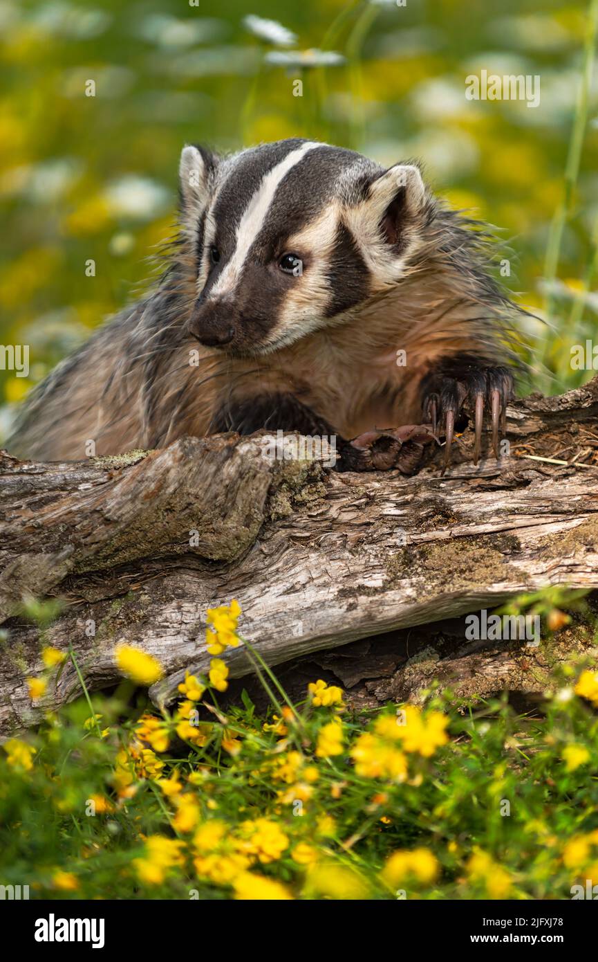 North American Badger (Taxidea taxus) Hangs Over Log Looking Left Claws ...
