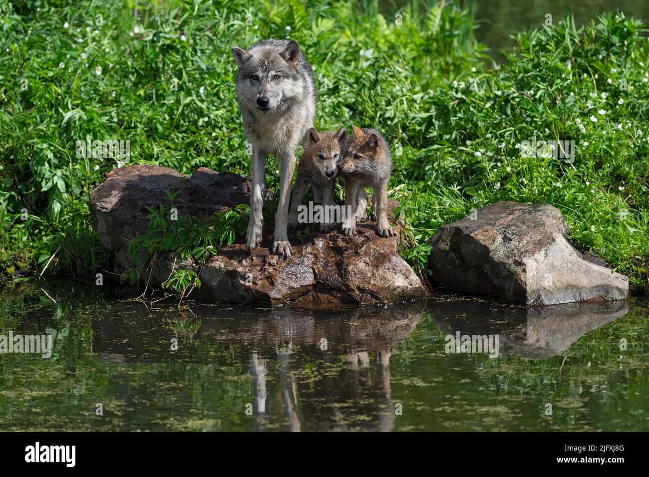 Adult Grey Wolf (Canis lupus) Looks Out on Island Edge Pups Reflections ...