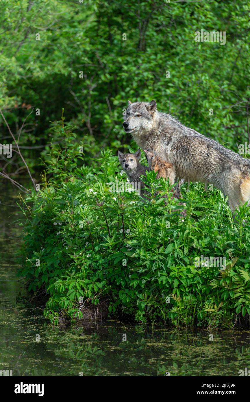 Adult Grey Wolf (Canis lupus) Stands on Island Edge With Two Pups ...