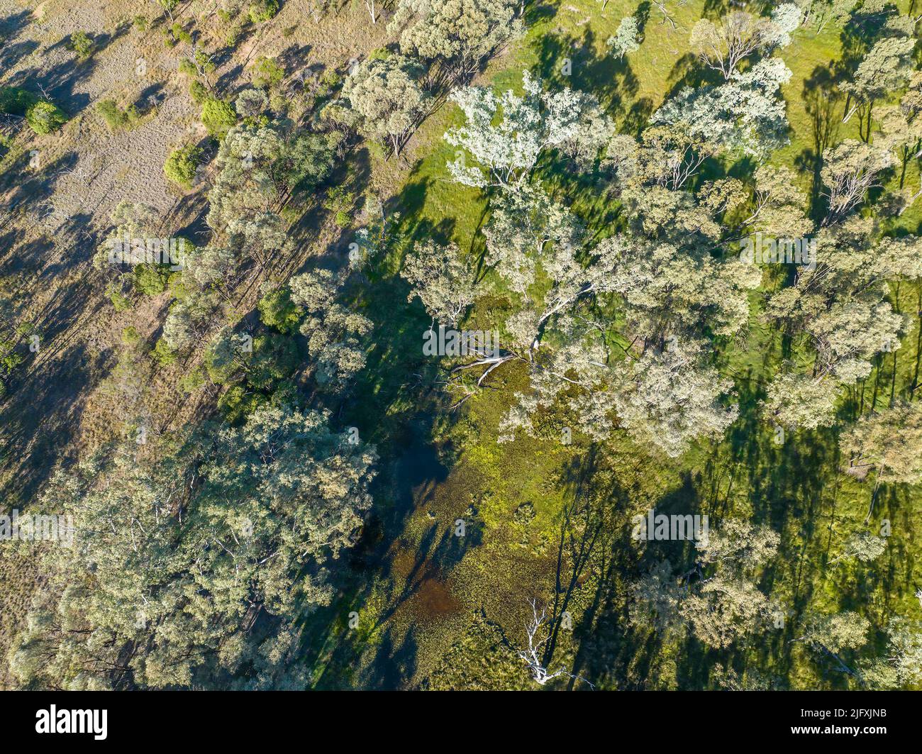 Looking down over a pool of swampy water within the Sapphire Wetlands ...
