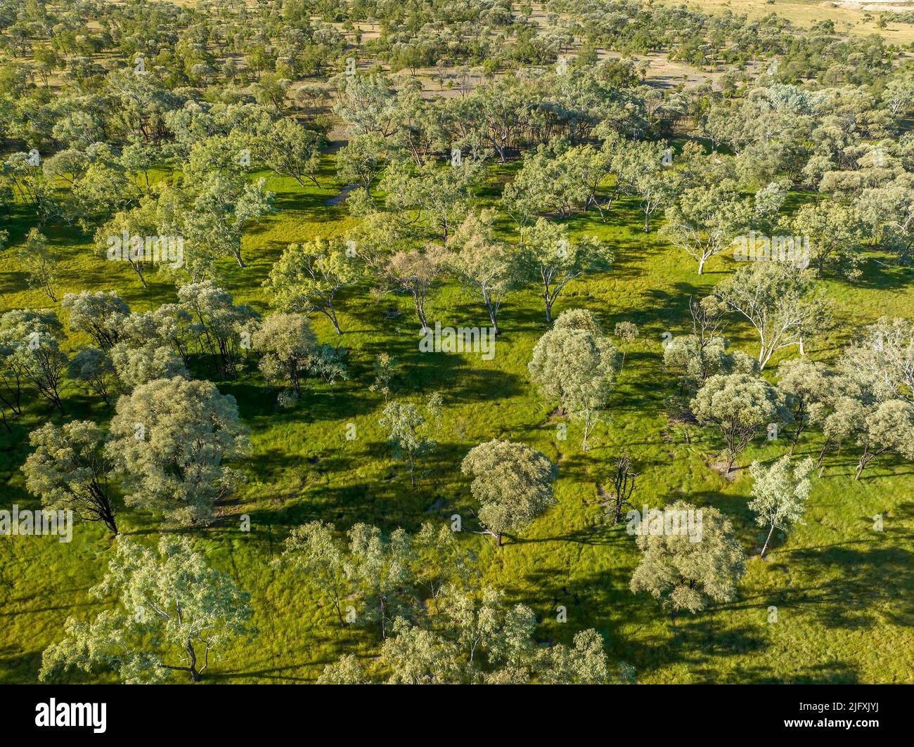 Drone aerial over bush in the Sapphire Wetlands Nature Reserve at the ...