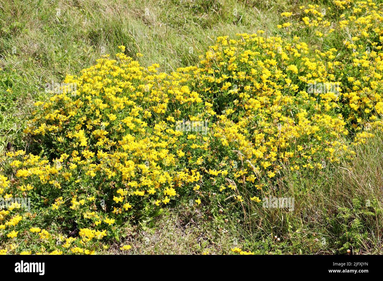 Archipelago flower hi-res stock photography and images - Alamy