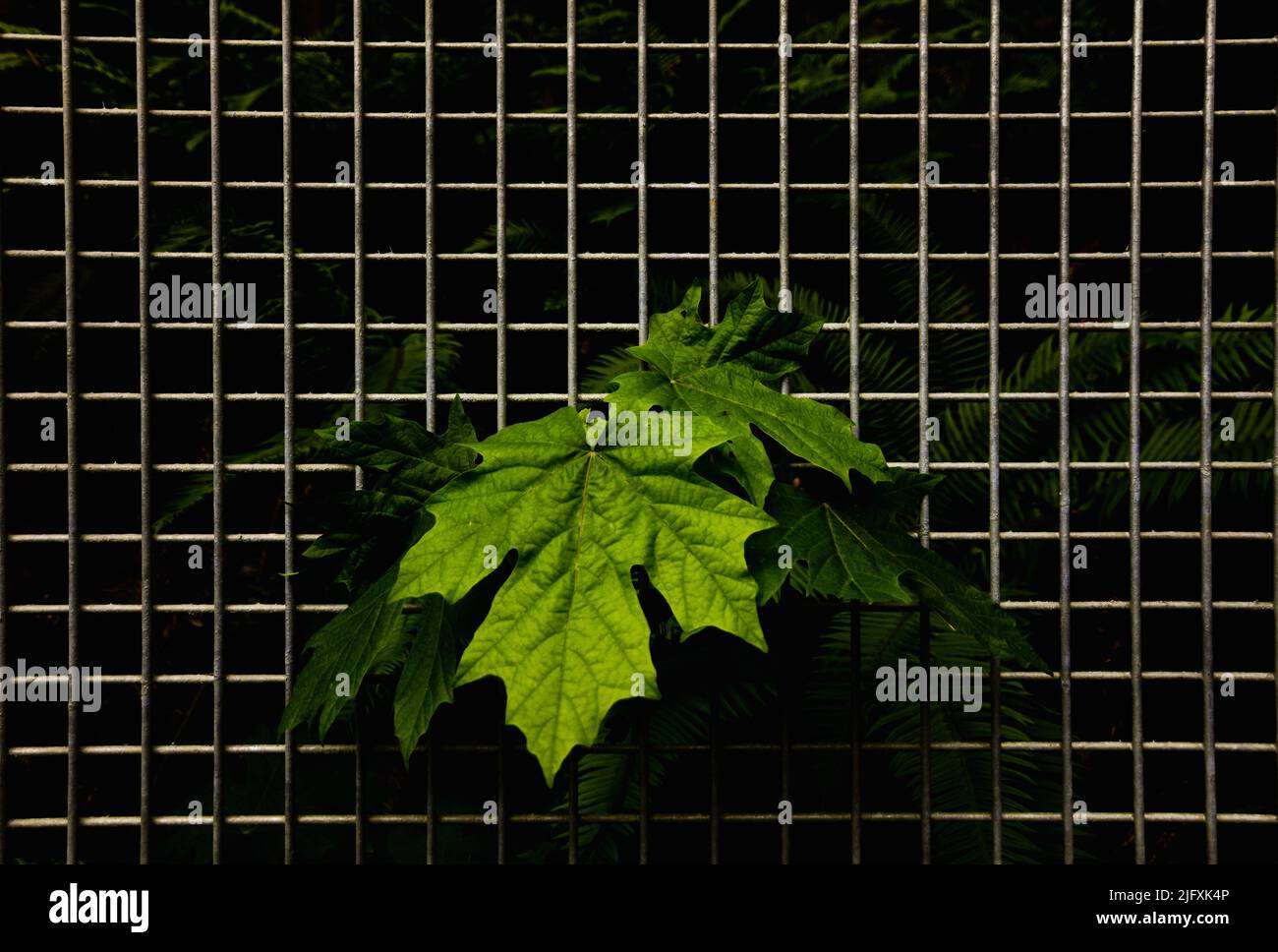 Trapped and Free Stock Photo - Alamy