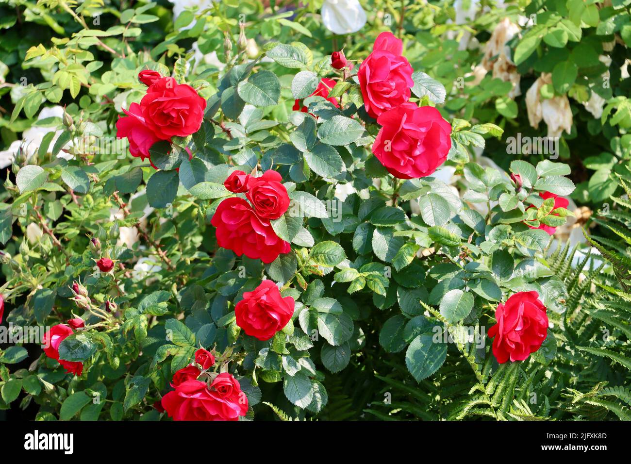 Ingrid Bergman roses around sculpture of Ms. Bergman in Fjällbacka ...
