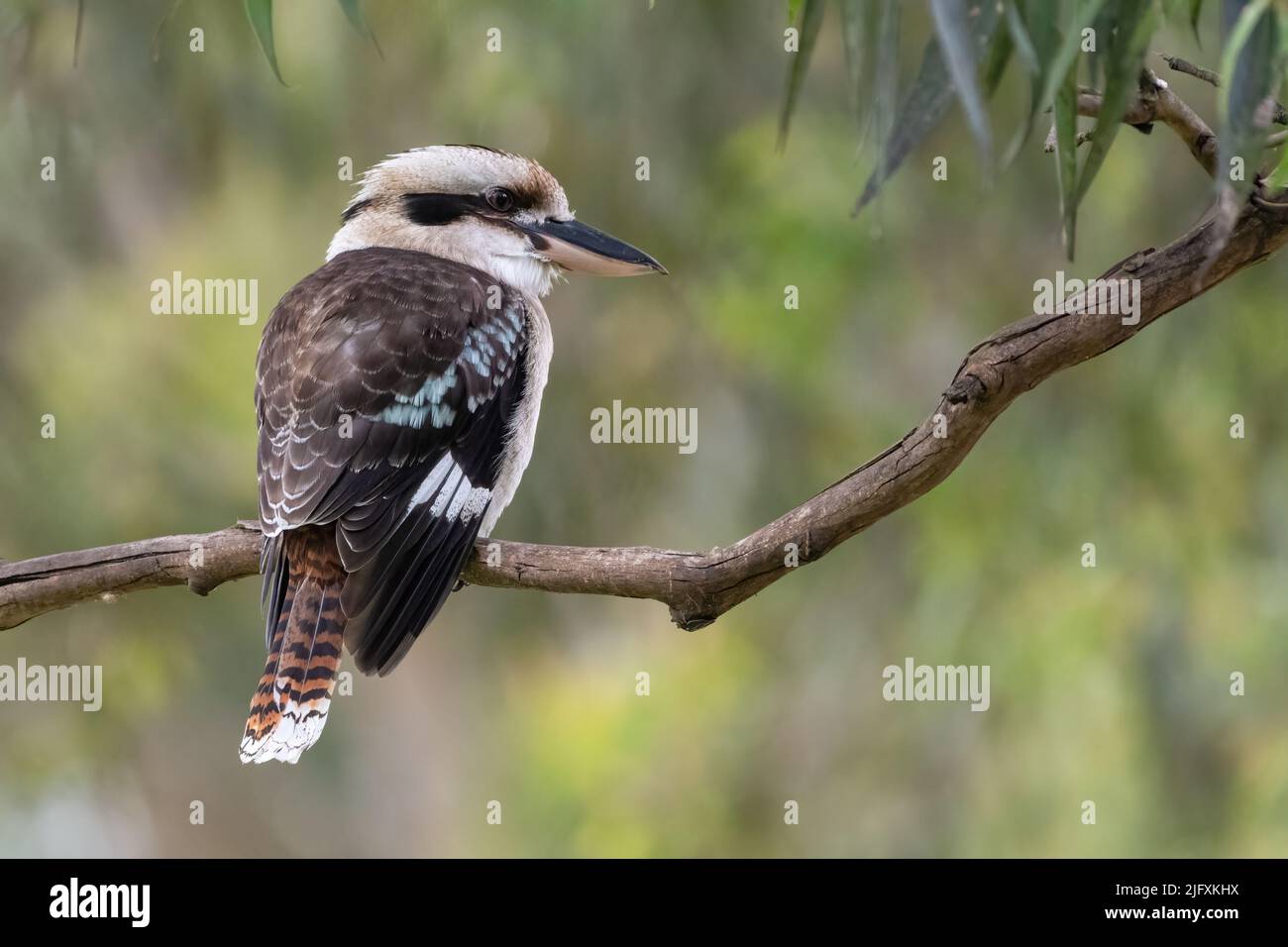 Australian native birds kookaburra hi-res stock photography and images ...
