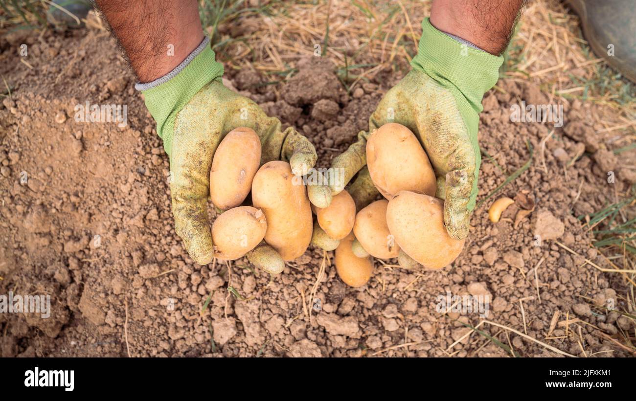 Male farmer collecting harvests his potatoes in the garden. Man ...