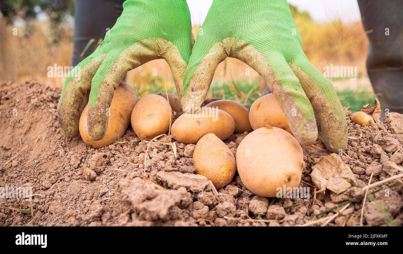 Male farmer collecting harvests his potatoes in the garden. Man ...
