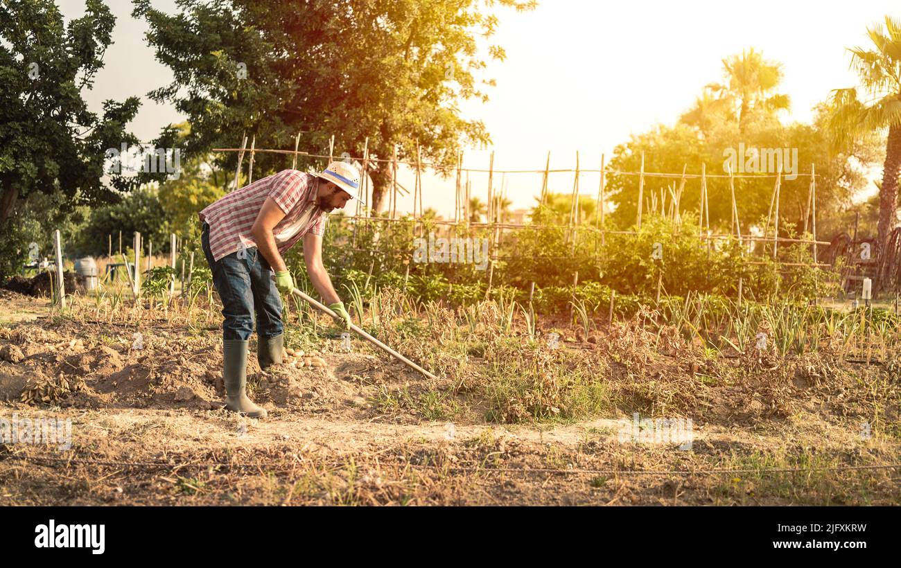Farmer using hoe for picking potatoes in agricultural field. Male ...