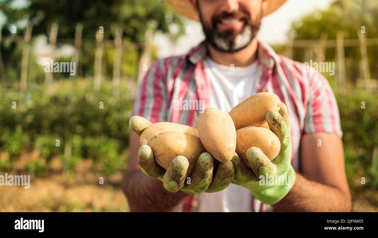 Organic vegetables. Fresh potatoes in the hands of male farmer ...