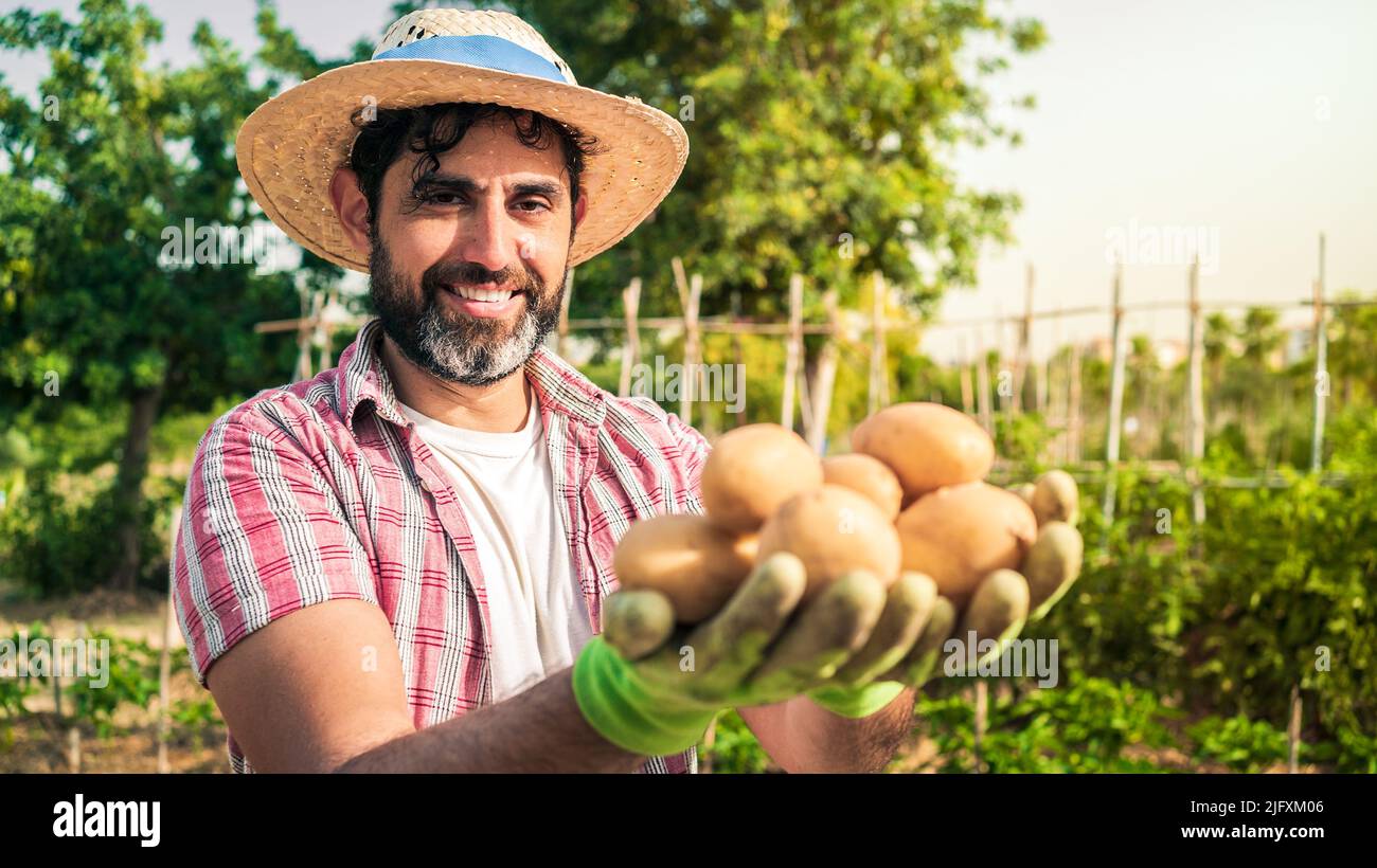 Bearded farmer man with hat and organic potato harvest in fields. Male ...