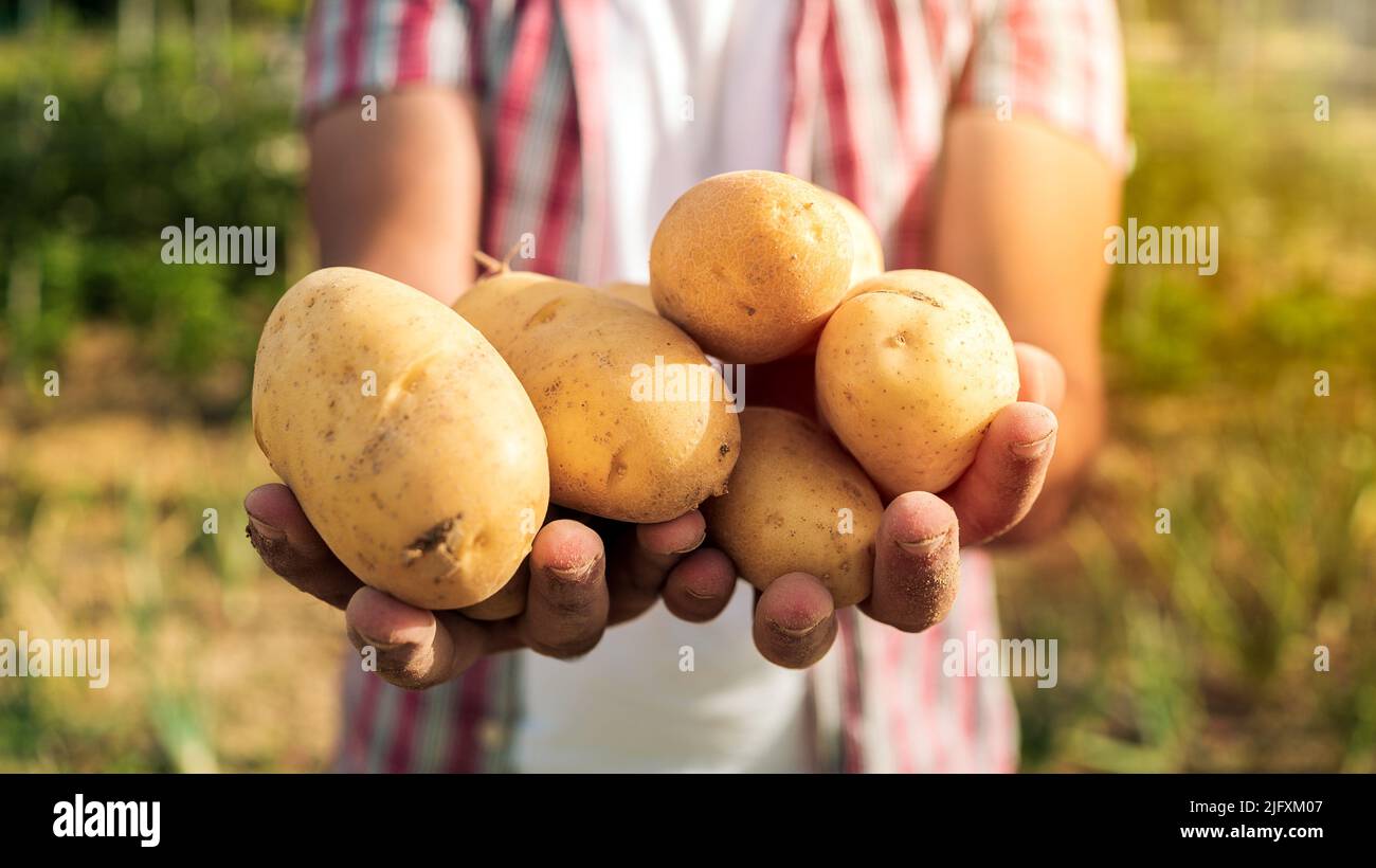 Organic vegetables. Fresh potatoes in the hands of male farmer. Man ...