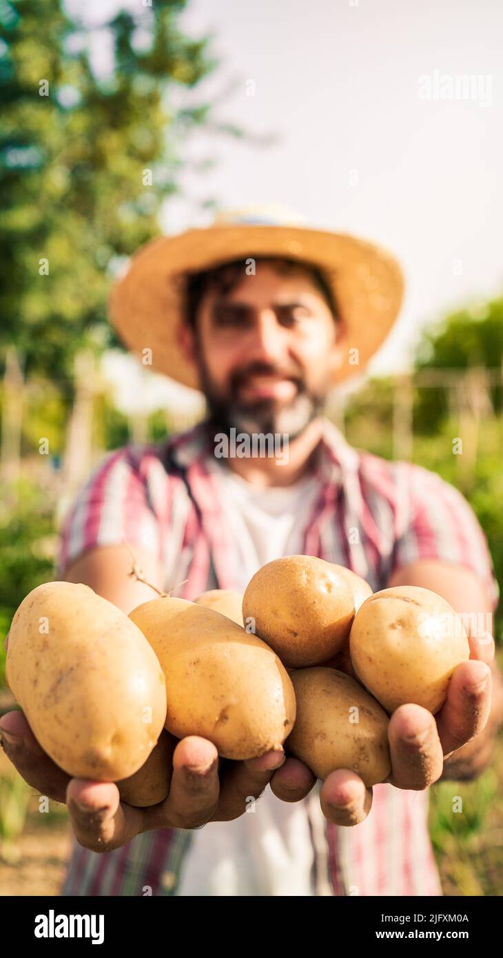 Bearded farmer man with hat and organic potato harvest in fields. Male ...