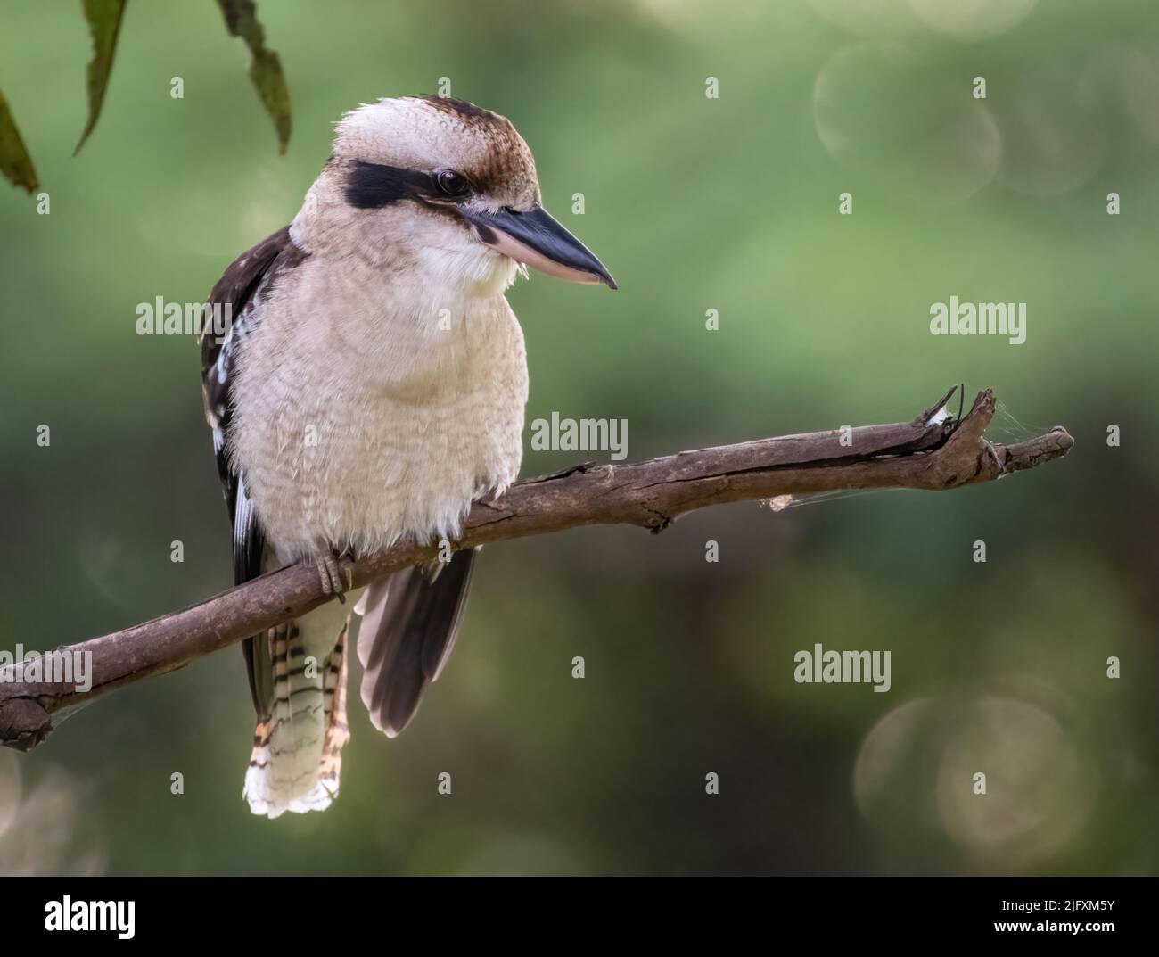 Kookaburra natural habitat hi-res stock photography and images - Alamy