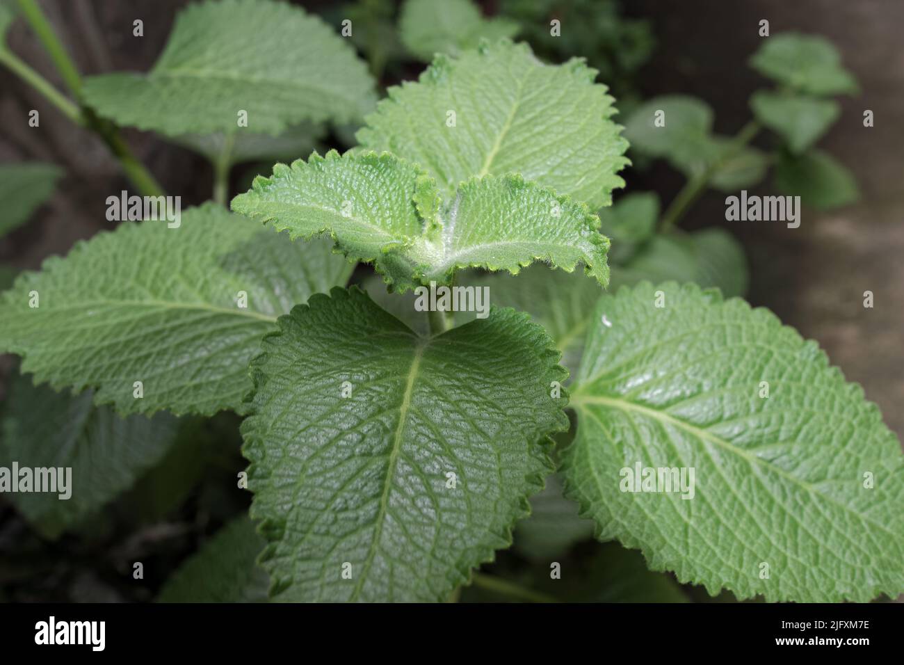 Mexican oregano (Lippia graveolens) top of plant showing new leaves ...