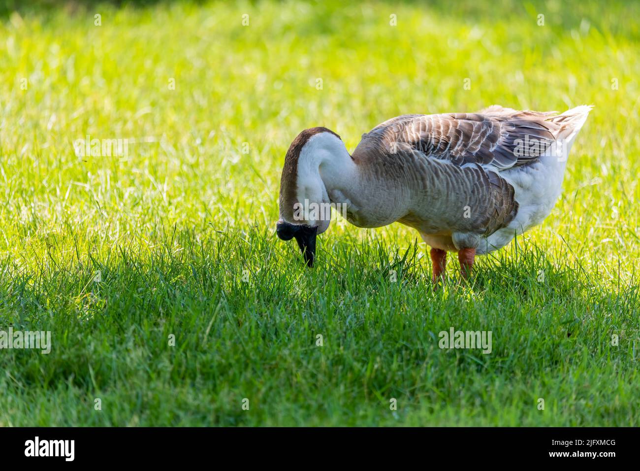 African domestic goose. The African goose is a breed of domestic goose ...